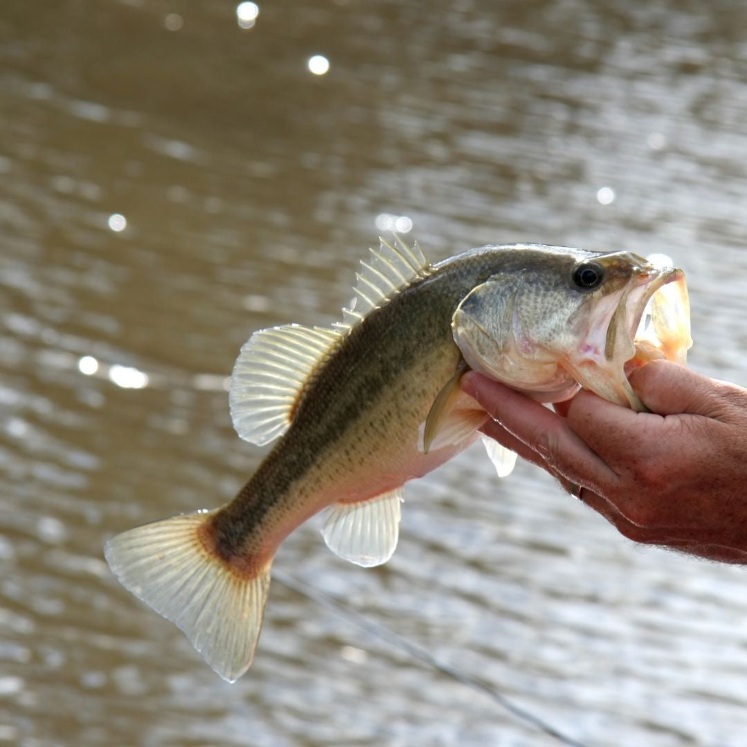Bass | Ontario Fish Species Guide