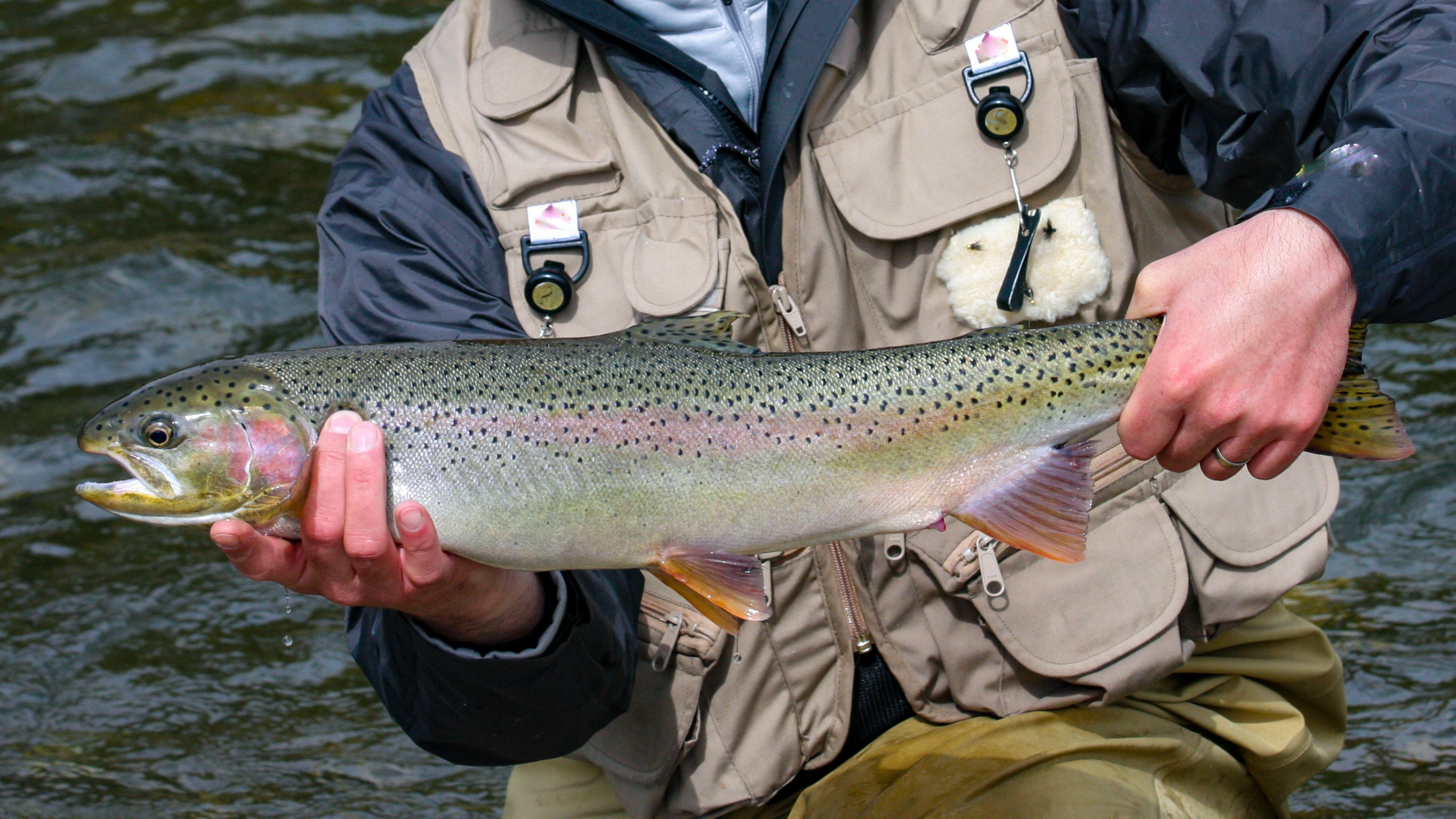 Catch Bigger Steelhead This Fall | Angling Sports | Angling Sports